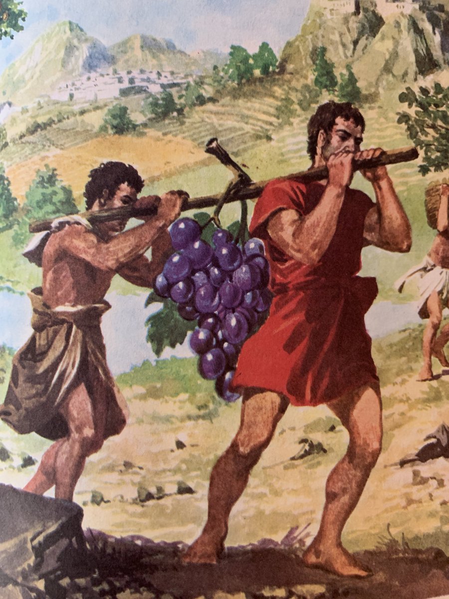 Giant Grapes In The Bible Wine Talk: Argaman: A Taste Of Israel The